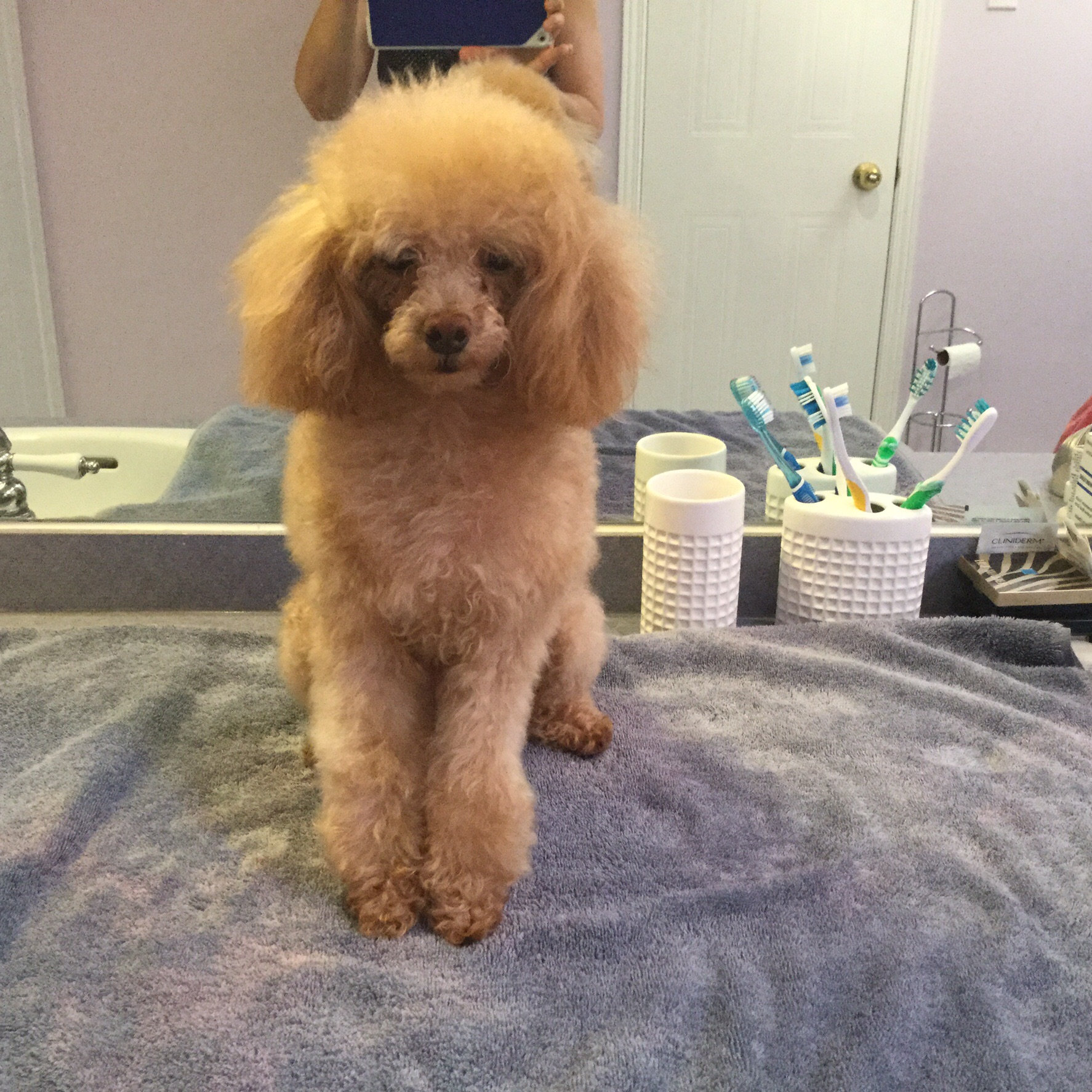 First real poodle clip | Poodle Forum