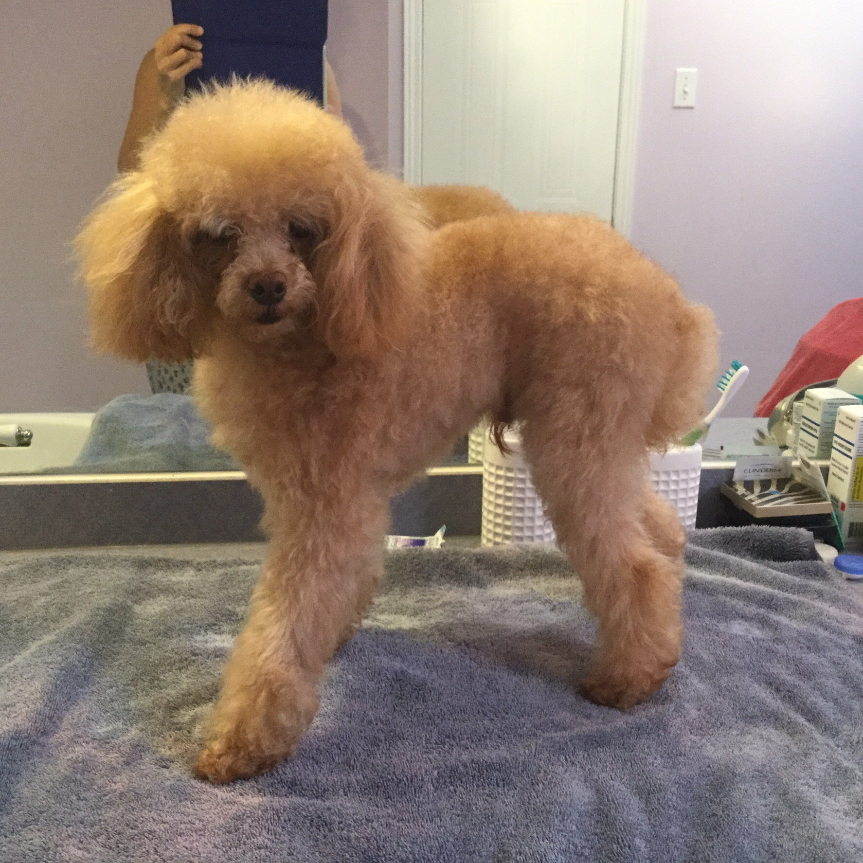 First real poodle clip | Poodle Forum