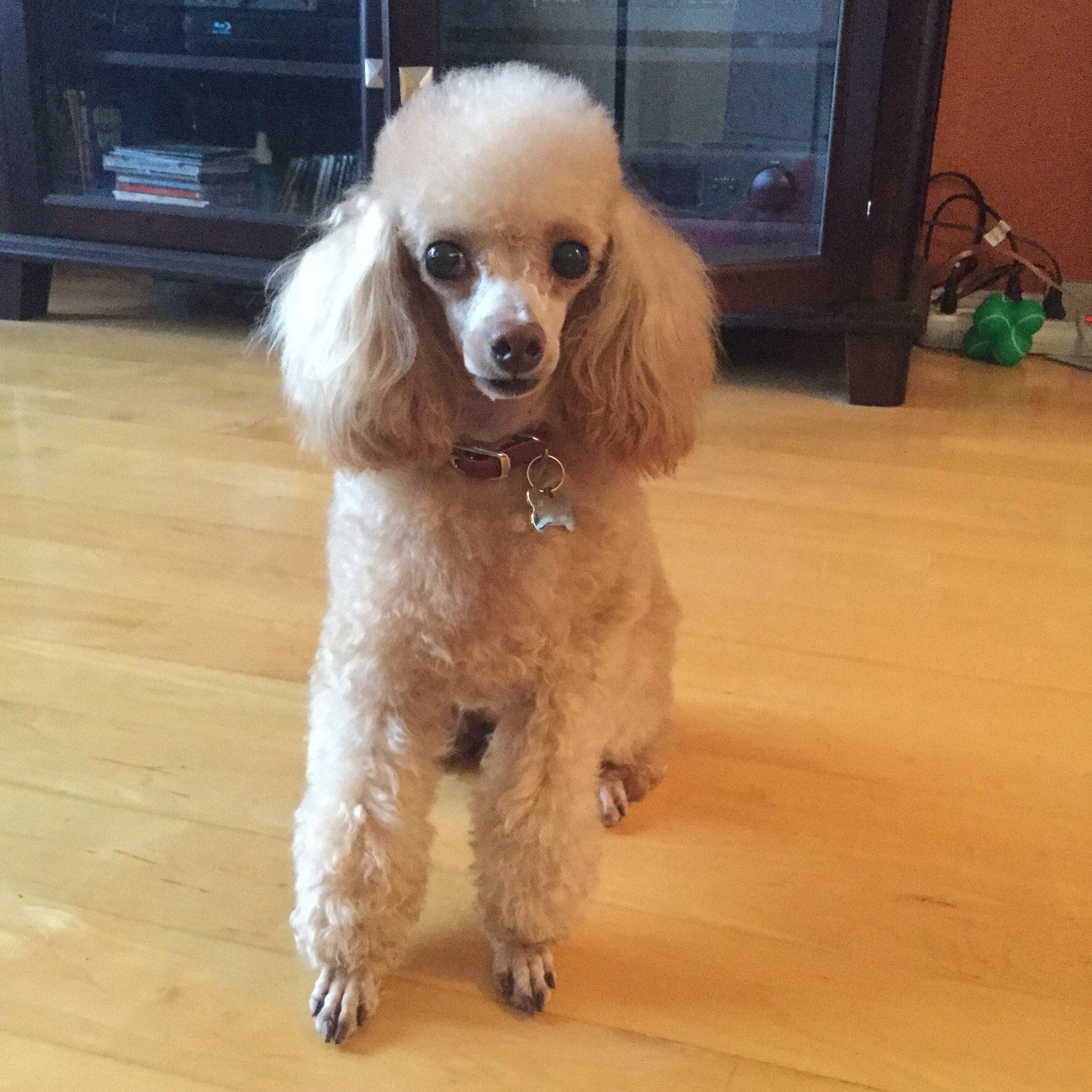 First real poodle clip | Poodle Forum