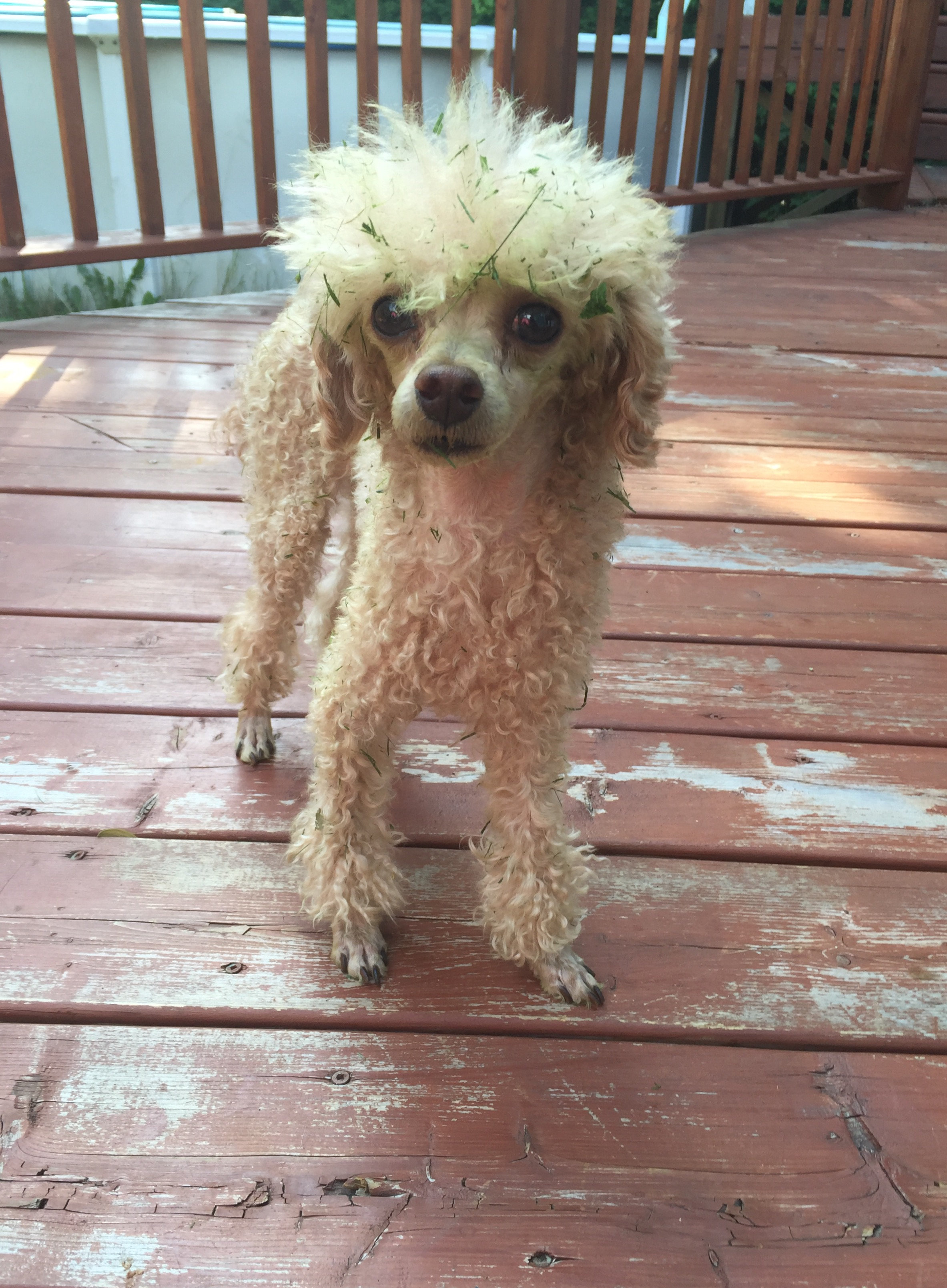 Anybody likes a green dog ? | Poodle Forum