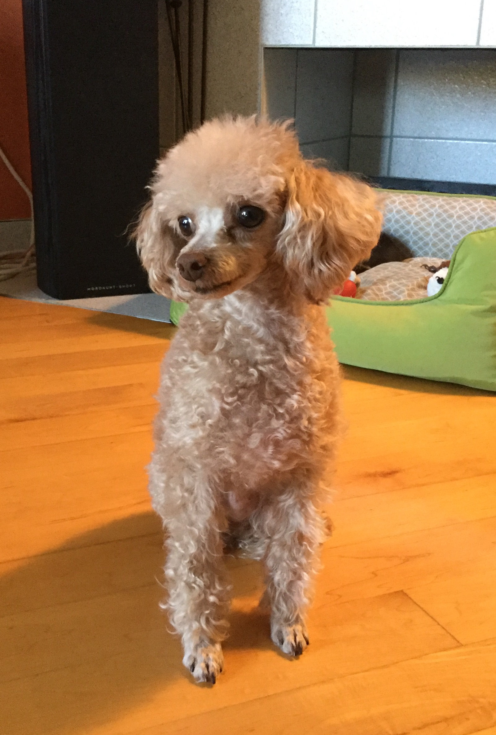 Today's groom | Poodle Forum