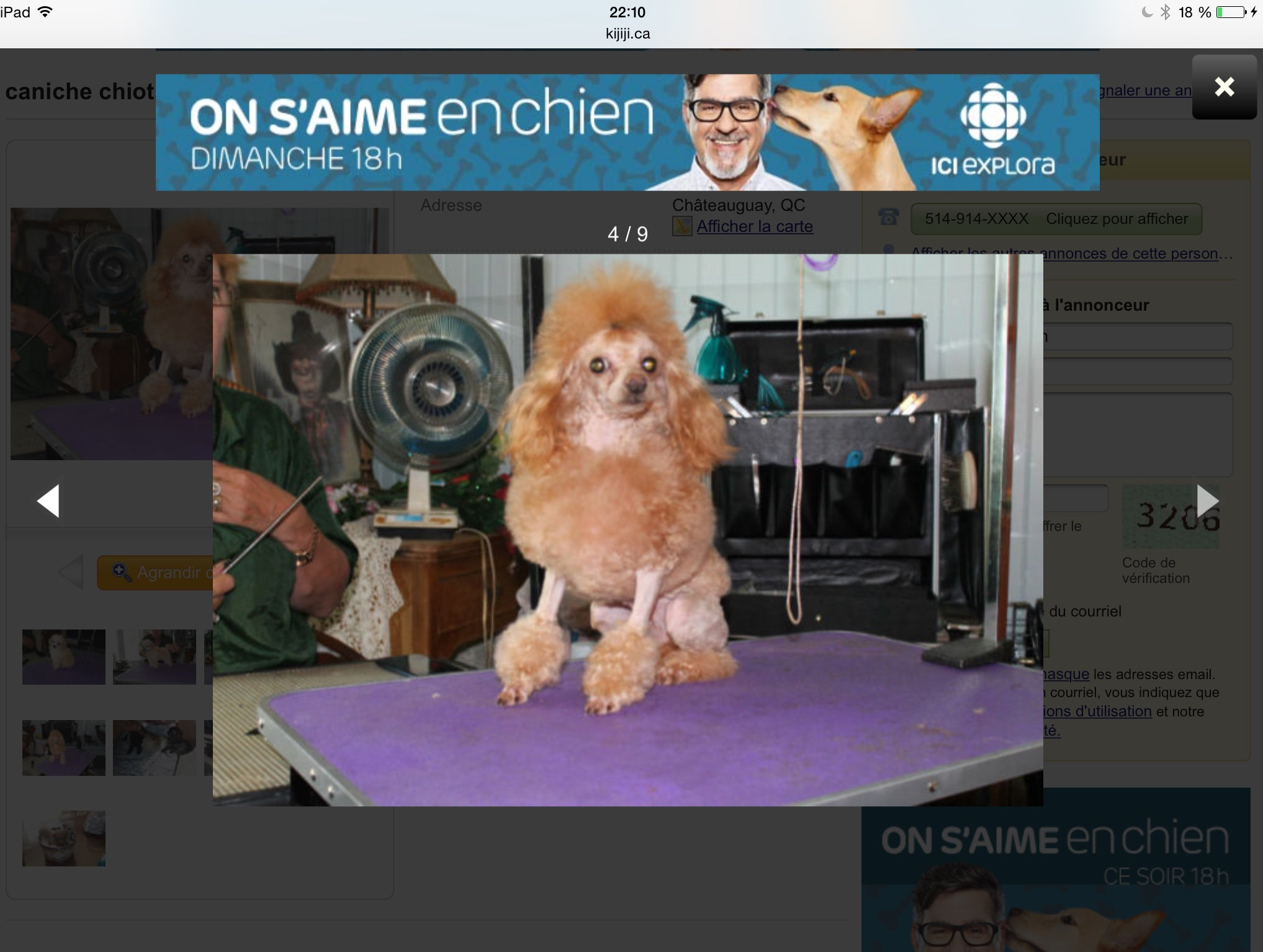 Poodle Conformation Examples | Poodle Forum