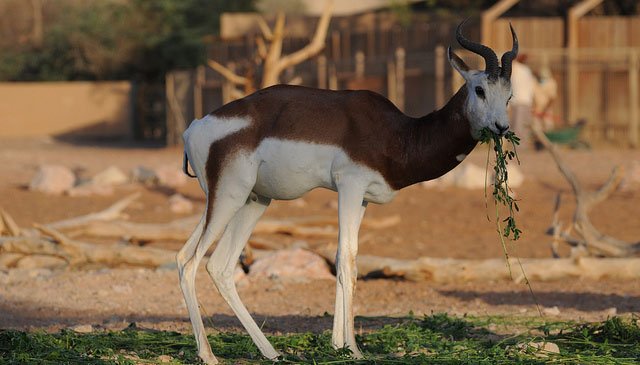 Moroccan Animals [Fauna] ⁂⁂ | Page 12 | SkyscraperCity Forum