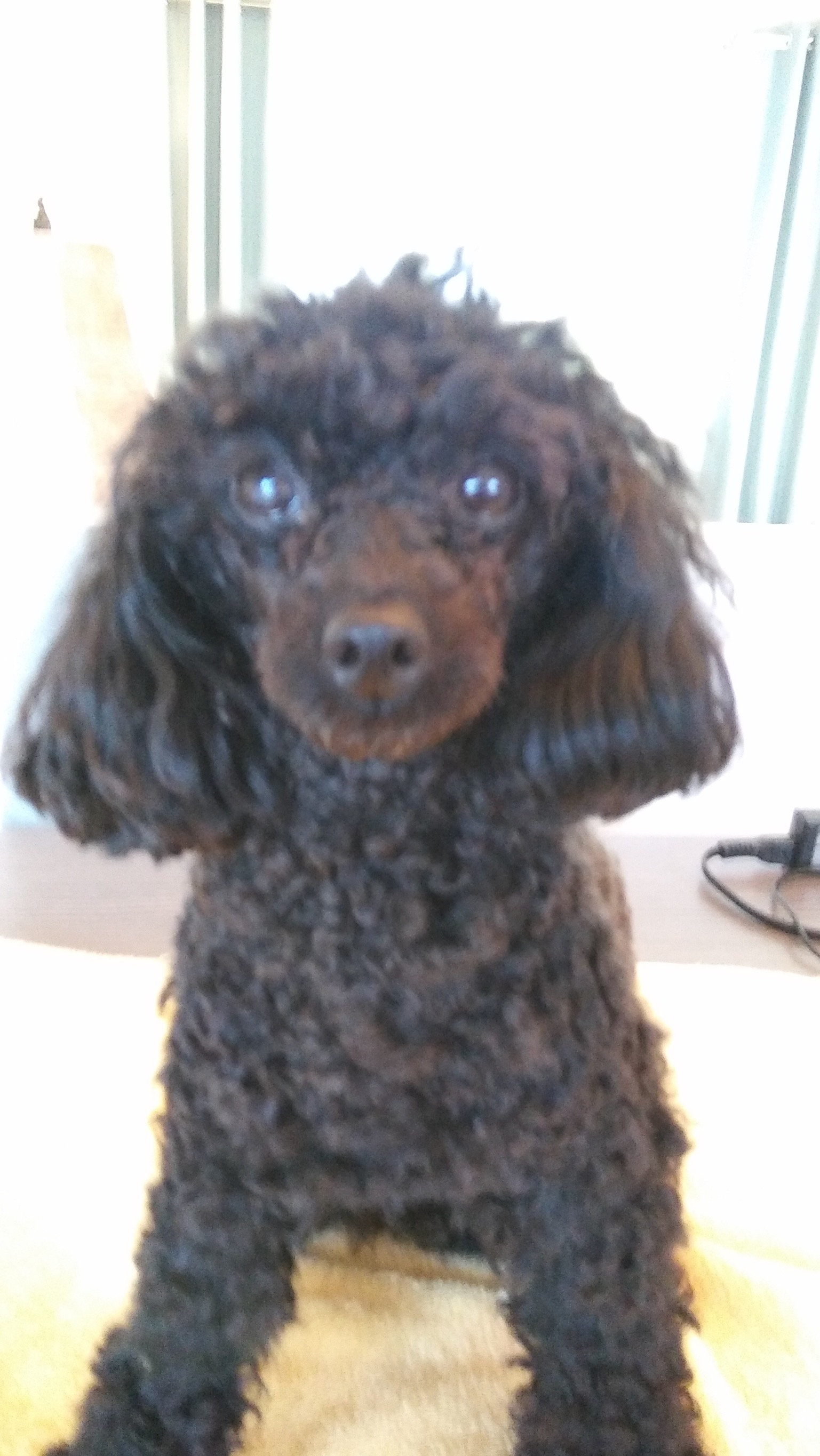 Long Haired Poodle