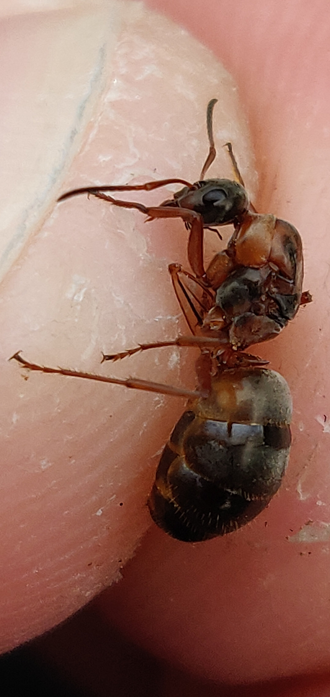 [Formica rufibarbis] Grosse fourmi rapide et agressive : Demandes d ...