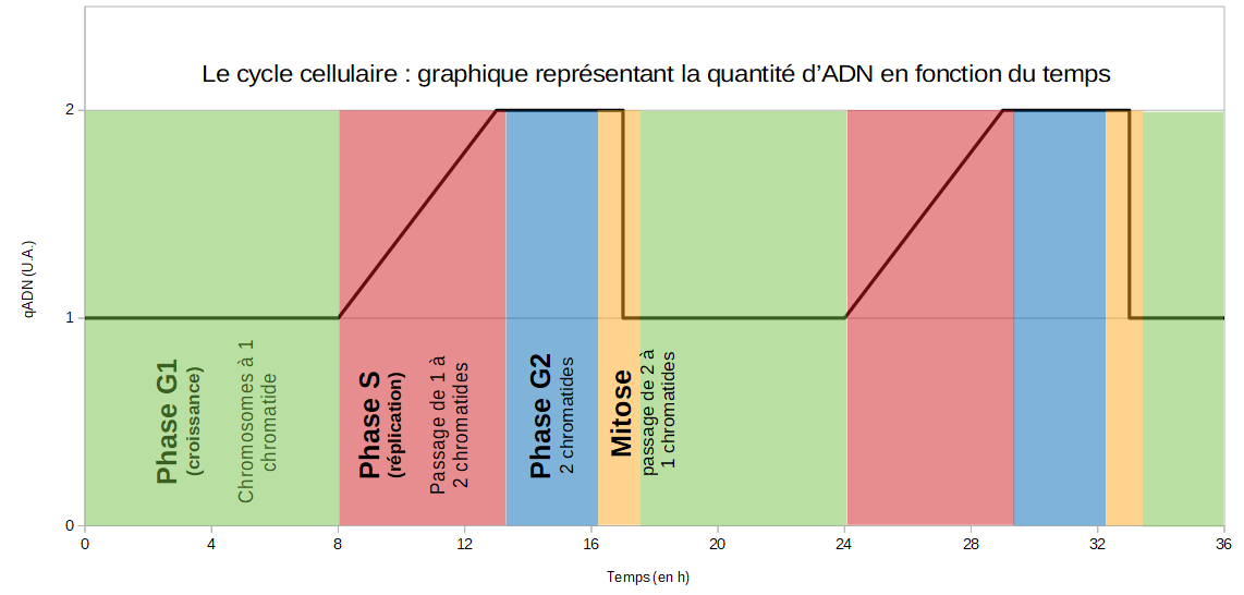 [1SVT] Les divisions des cellules eucaryotes – TICE SVT