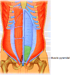circulation lymphatique et muscles pyramidaux - UE5 Anatomie - Tutorat ...