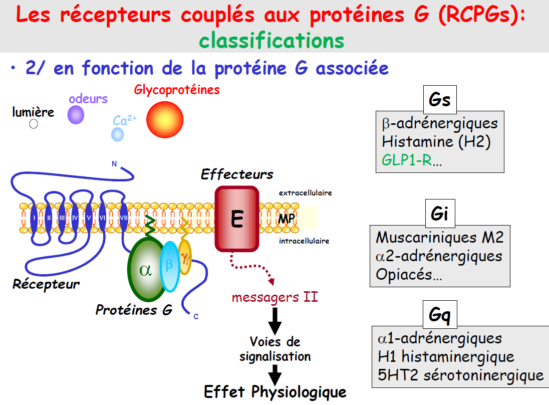 RCPG questions - UE6 ICM - Tutorat Associatif Toulousain