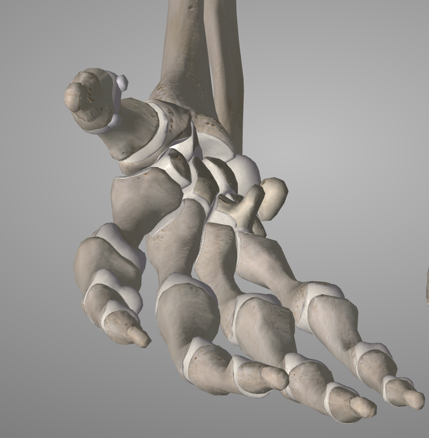 Sillon carpien - UE5 Anatomie - Tutorat Associatif Toulousain