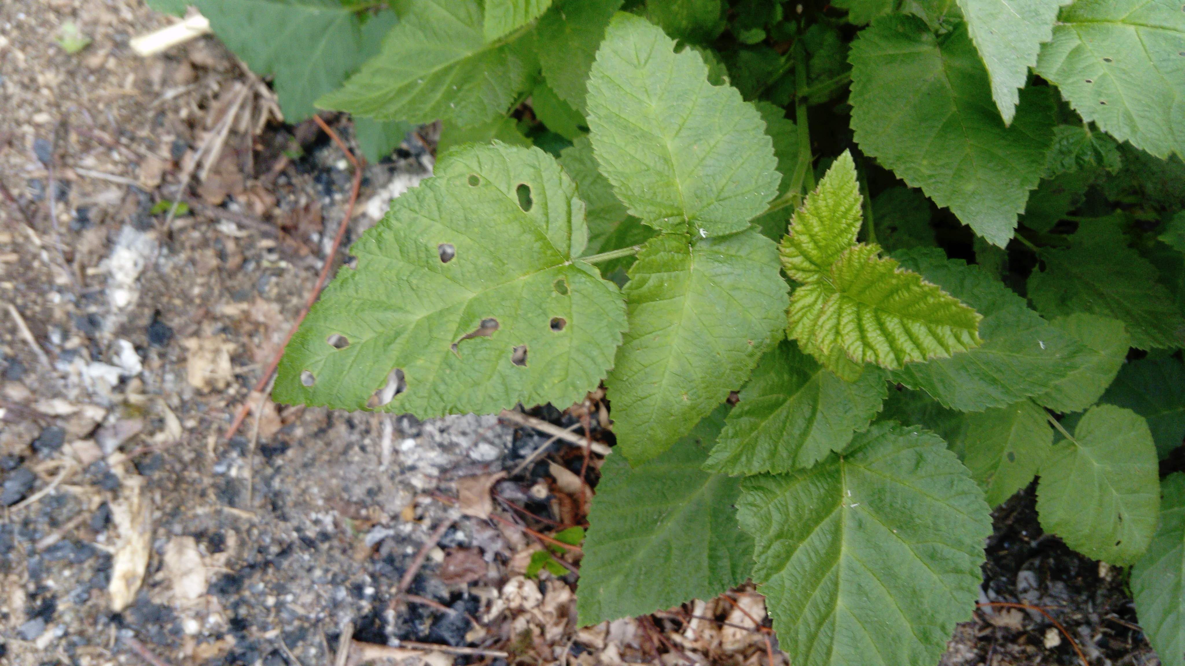 De nombreux trous dans les feuilles