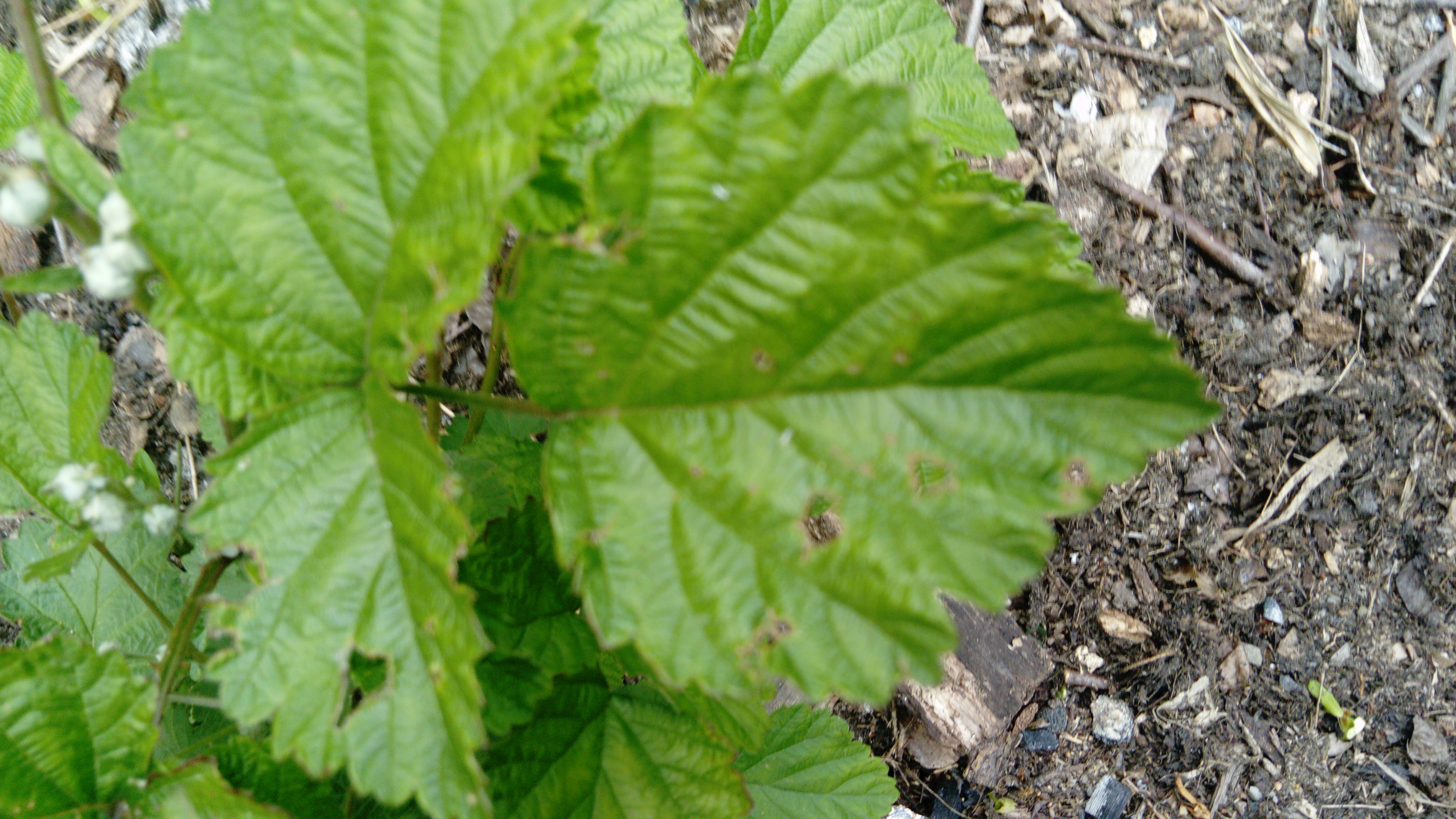 De nombreux trous dans les feuilles