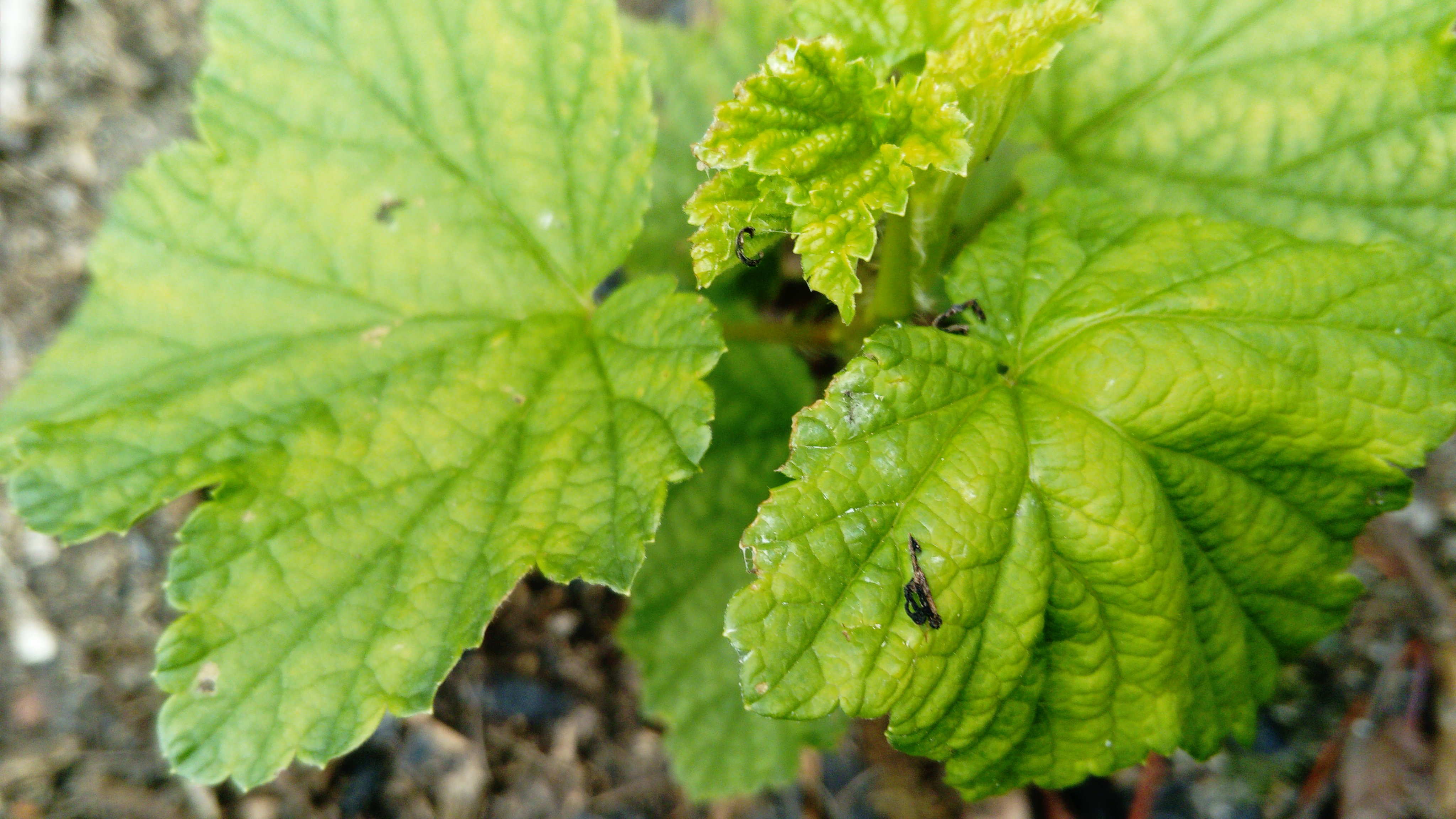 De nombreux trous dans les feuilles