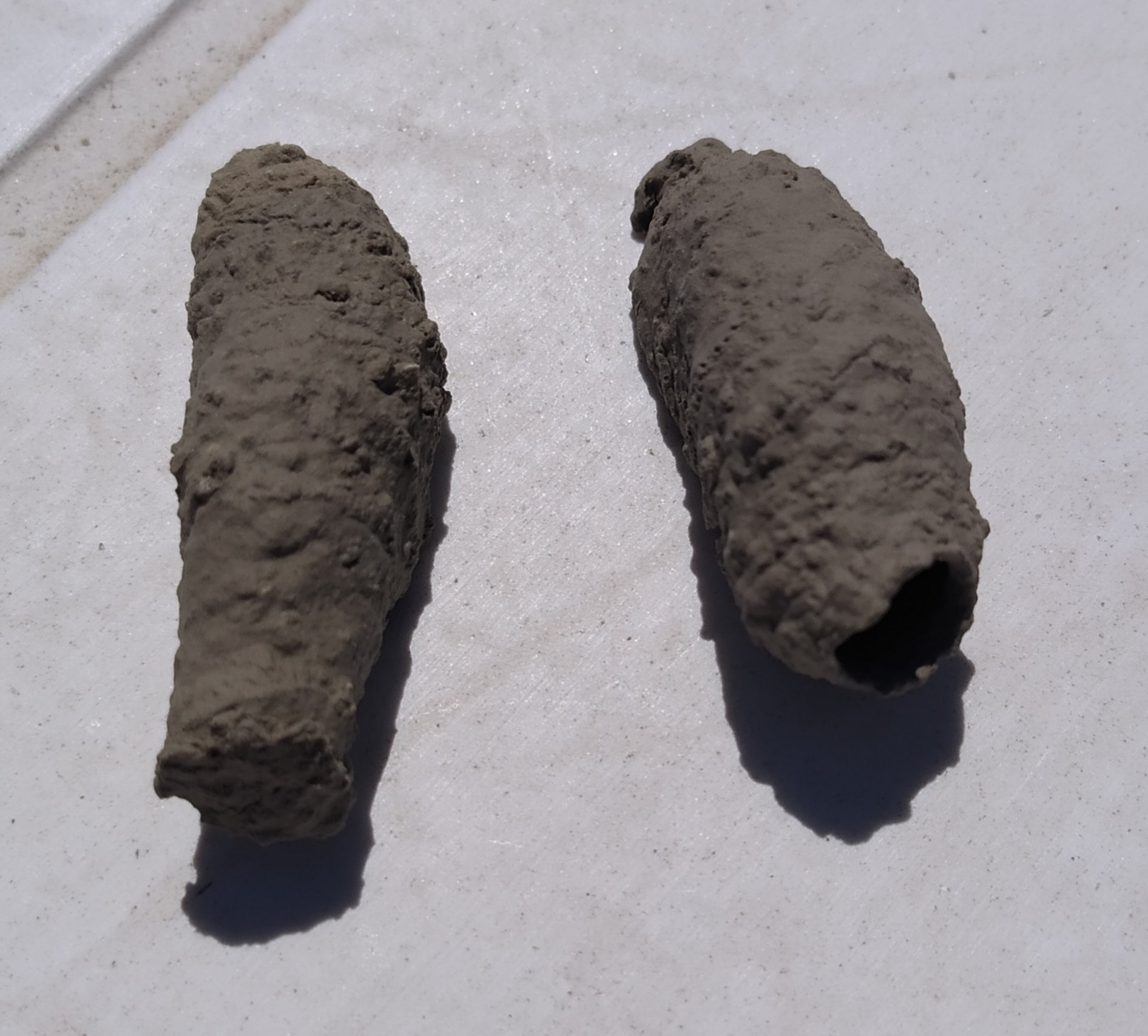 [Identification] Insecte/Arachnide responsable de ce nid ou garde-manger