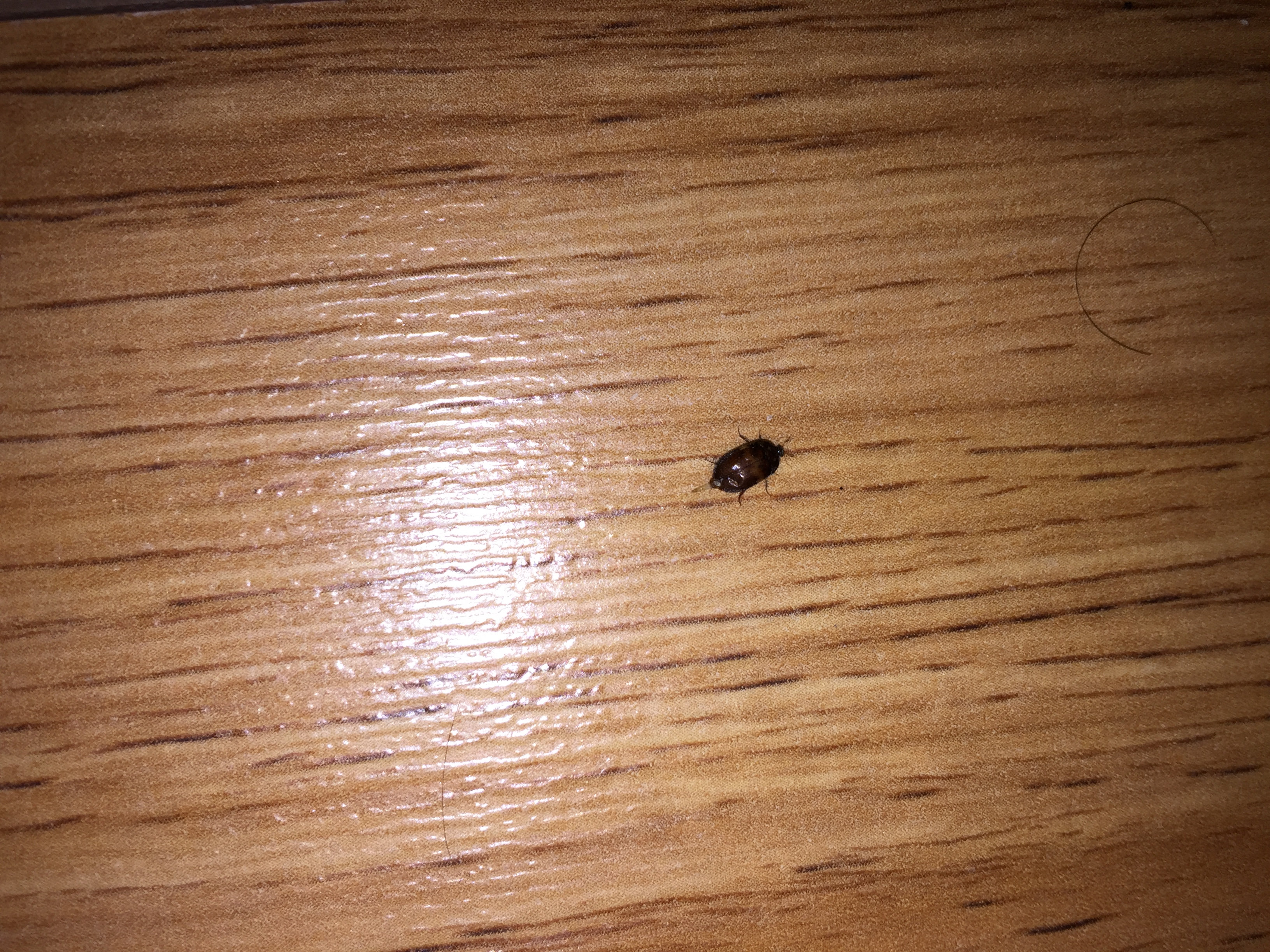 Quel est cet insecte