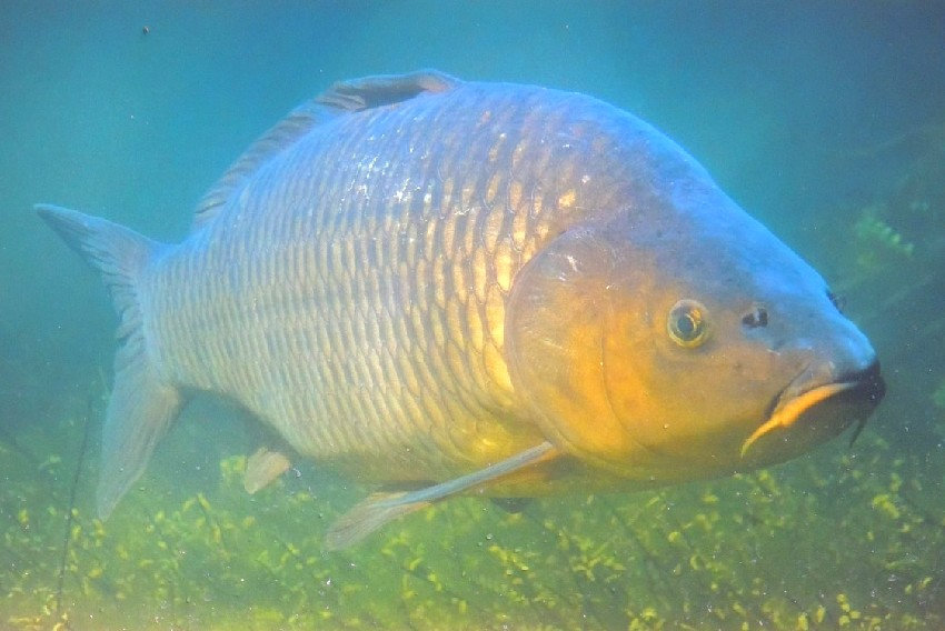 Notre lac de Charance et son expo flottante 12