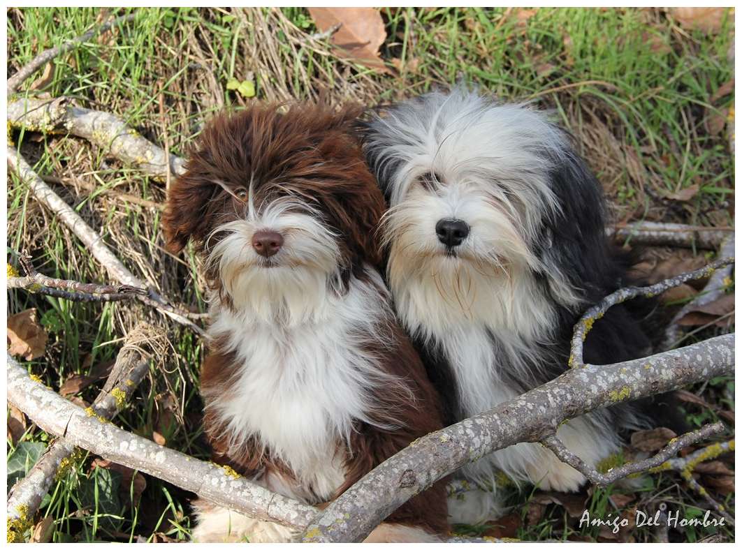 Accueil - Elevage Amigo Del Hombre - eleveur de chiens Bichon Havanais