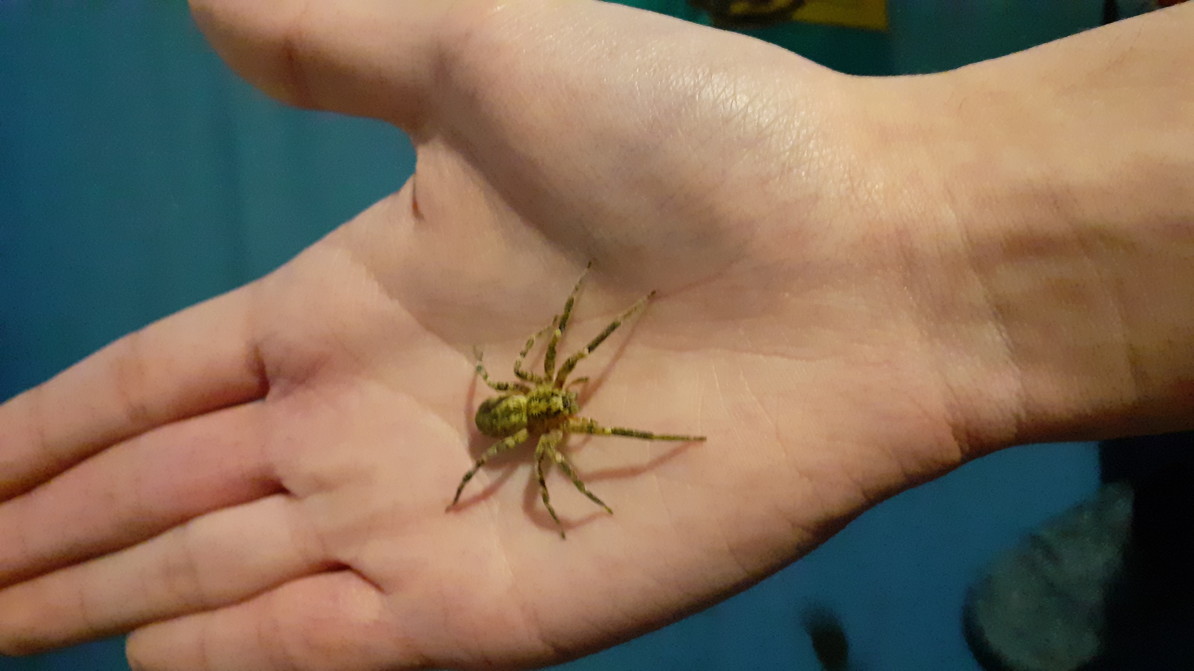 I achieved for the first time handling a big spider on me. I am scared ...