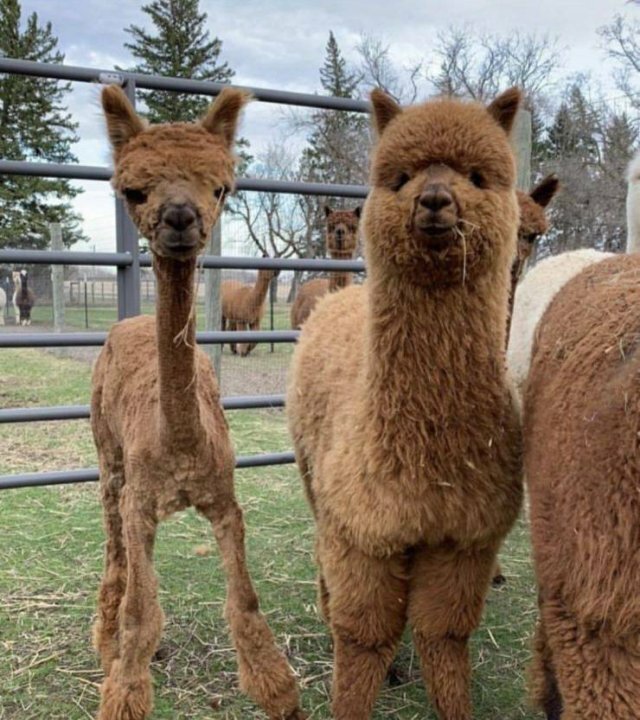 Le topic des images étonnantes [faites pas les cons] - Page : 14285 ...