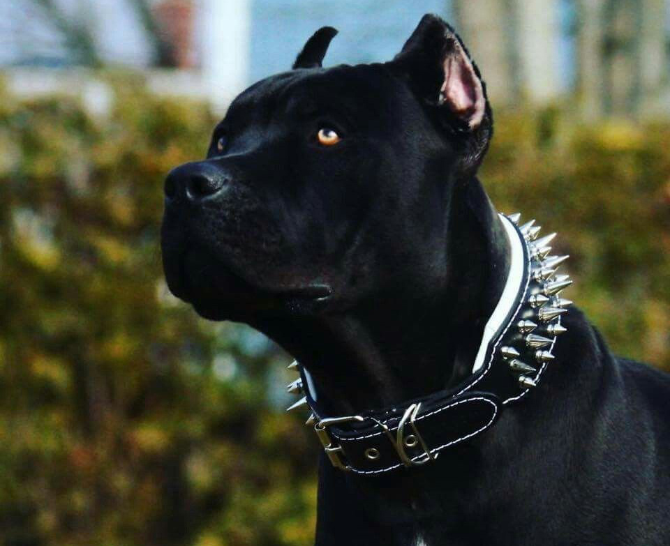 Aslà Ivarsdottìr /!\ Attention Chien Méchant