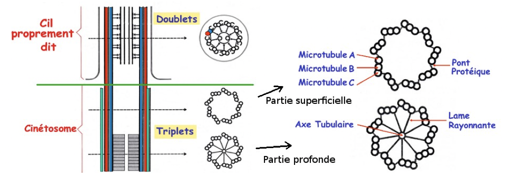 Différenciations membranaires - UE2 - Histologie - Tutorat Associatif ...