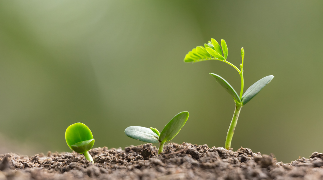 Tout savoir sur les semences | Farmi