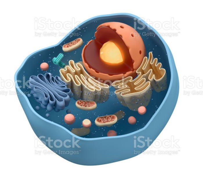 texturing - How to make this render more realistic (Cell Material ...