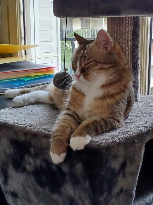COUCOUNE 8 ANS BELLE & AFFECTUEUSE MINETTE (diabétique) CHERCHE SA ...