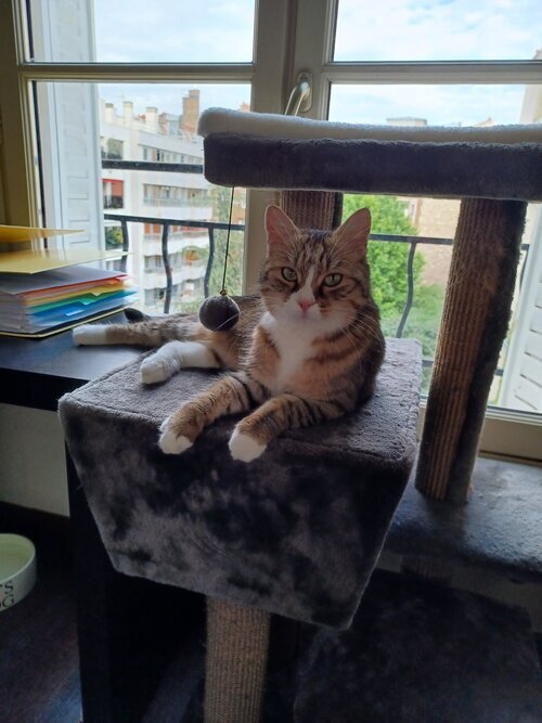 COUCOUNE 8 ANS BELLE & AFFECTUEUSE MINETTE (diabétique) CHERCHE SA ...