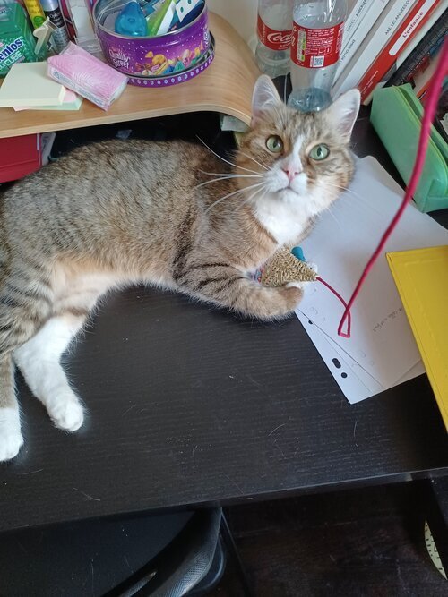 COUCOUNE 8 ANS BELLE & AFFECTUEUSE MINETTE (diabétique) CHERCHE SA ...