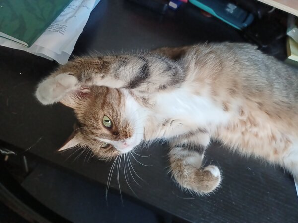 COUCOUNE 8 ANS BELLE & AFFECTUEUSE MINETTE (diabétique) CHERCHE SA ...