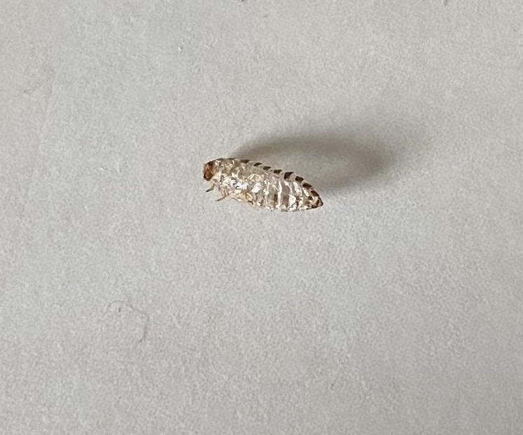 Insectes et carapaces mue à identifier svp