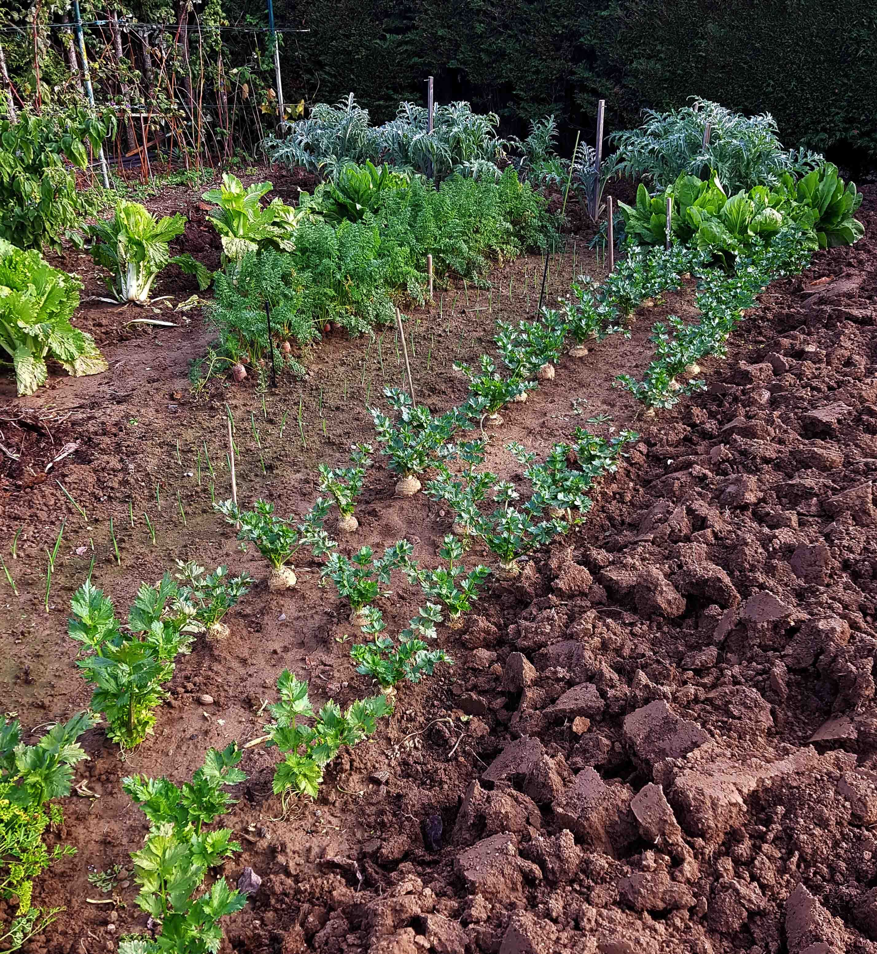 Le potager de chagran 2022 - Page 29 - Jardins du Nord forum régional ...