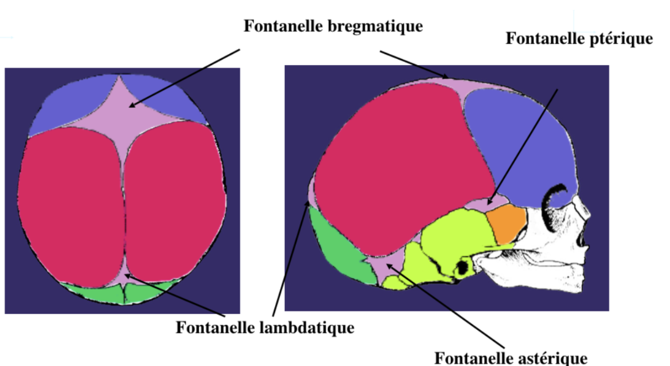 [ERRATA Poly de l'Avent 2022 UE5 Anat] - UE5 - Anatomie - Tutorat Associatif Toulousain