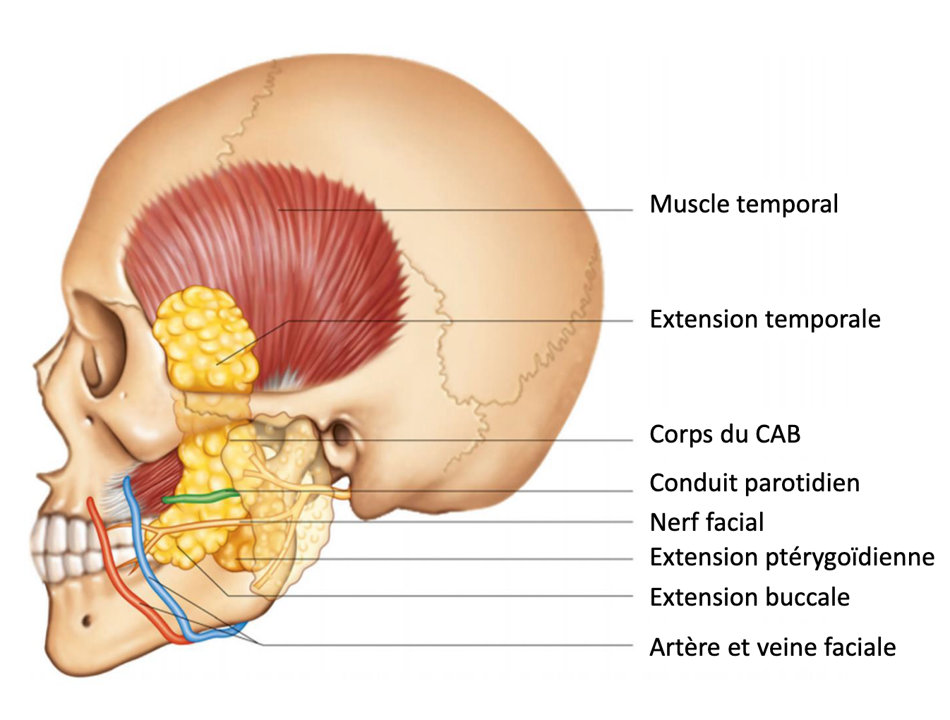Extension pterygo-mandibulaire de la boule de Bichat - UE10 - Tête et cou - Tutorat Associatif ...
