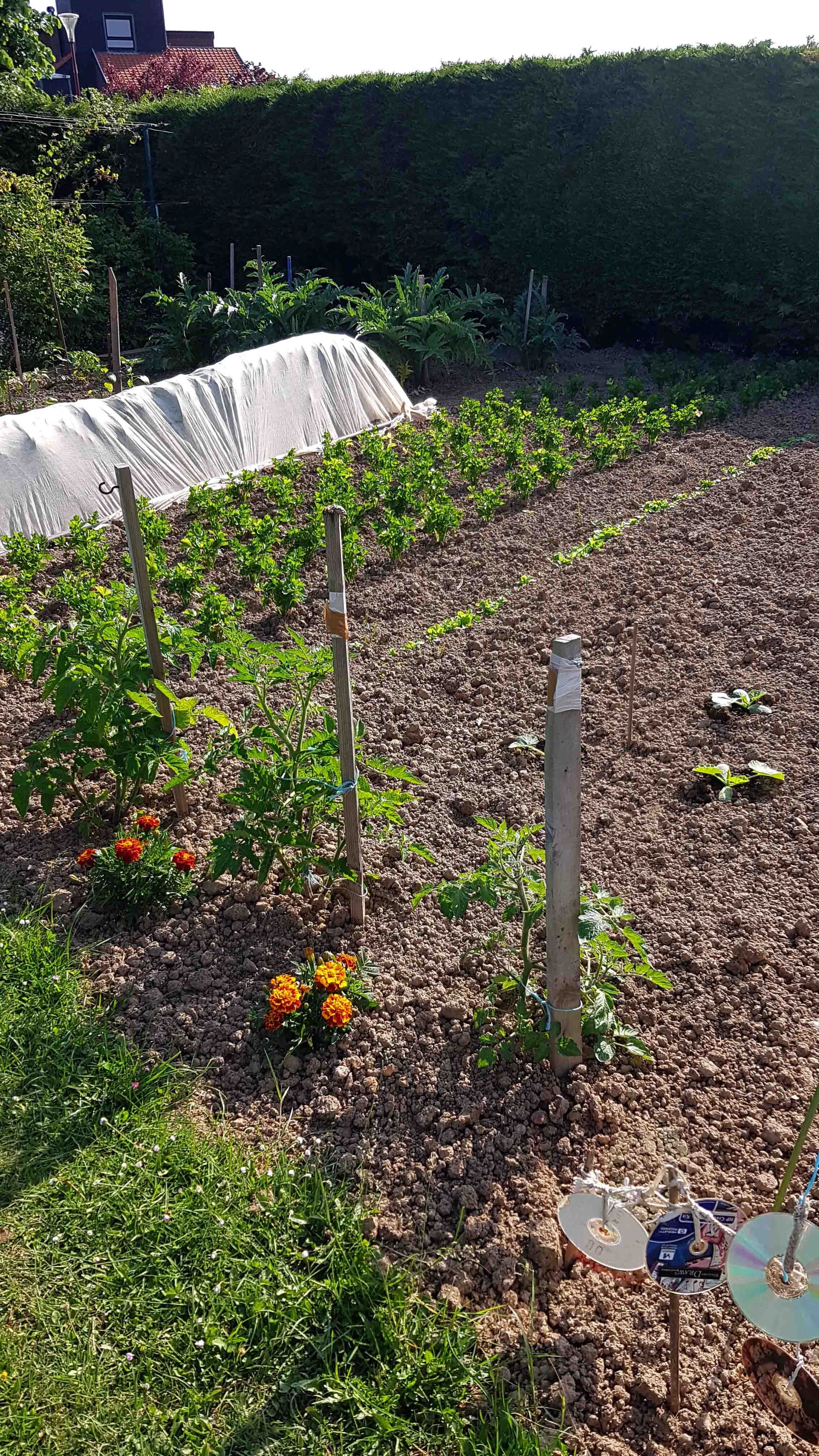 Le potager de chagran 2023 - Page 9 - Jardins du Nord forum régional ...