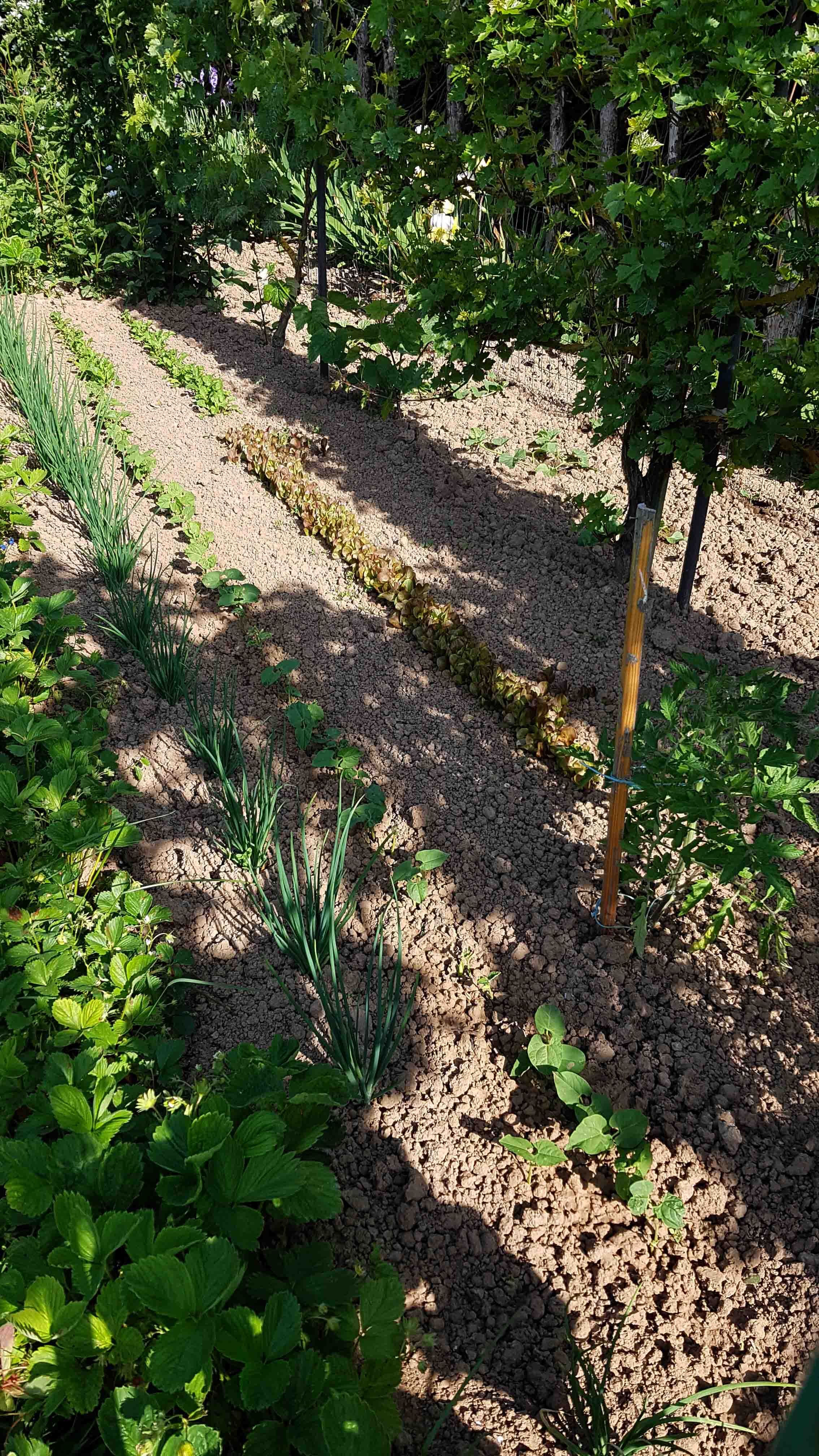 Le potager de chagran 2023 - Page 9 - Jardins du Nord forum régional ...