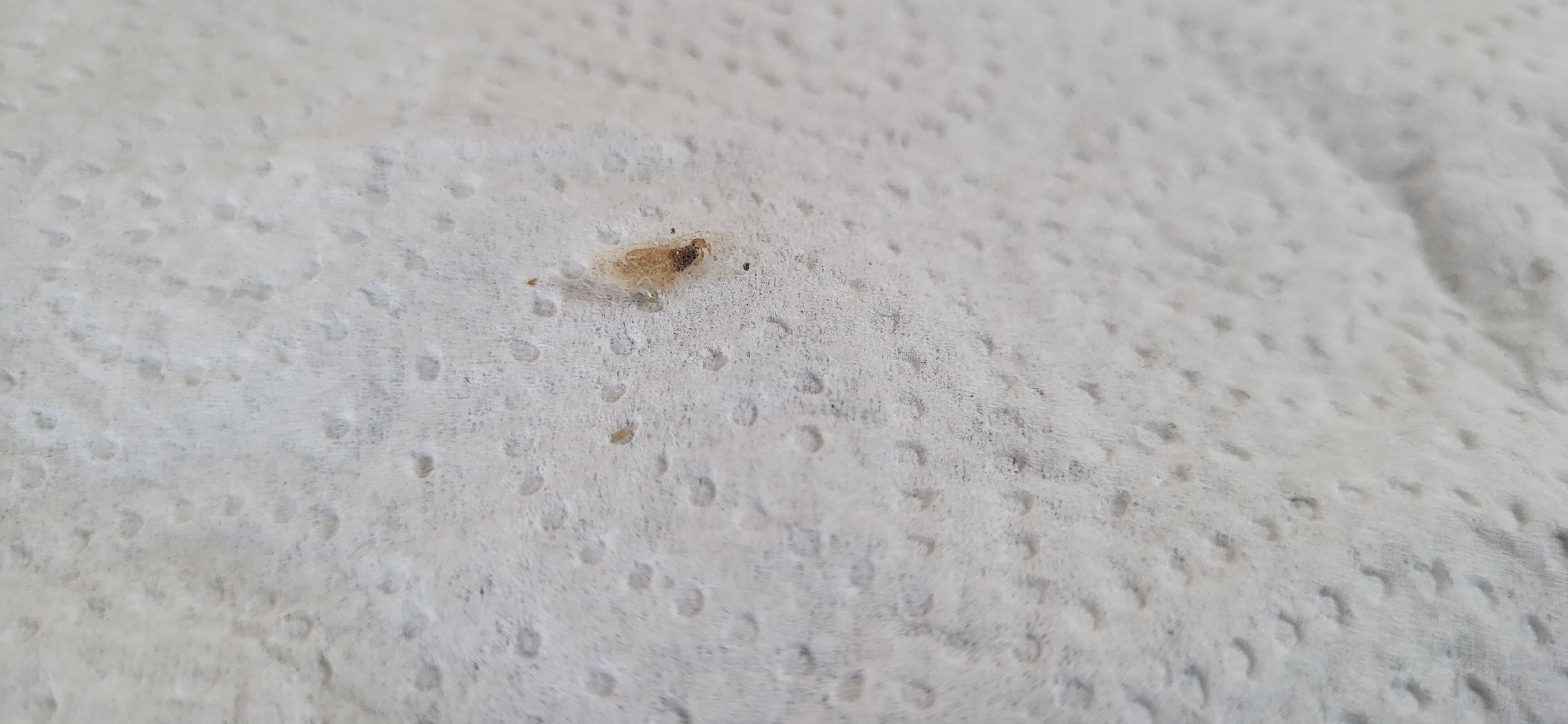 Identification cocon insecte