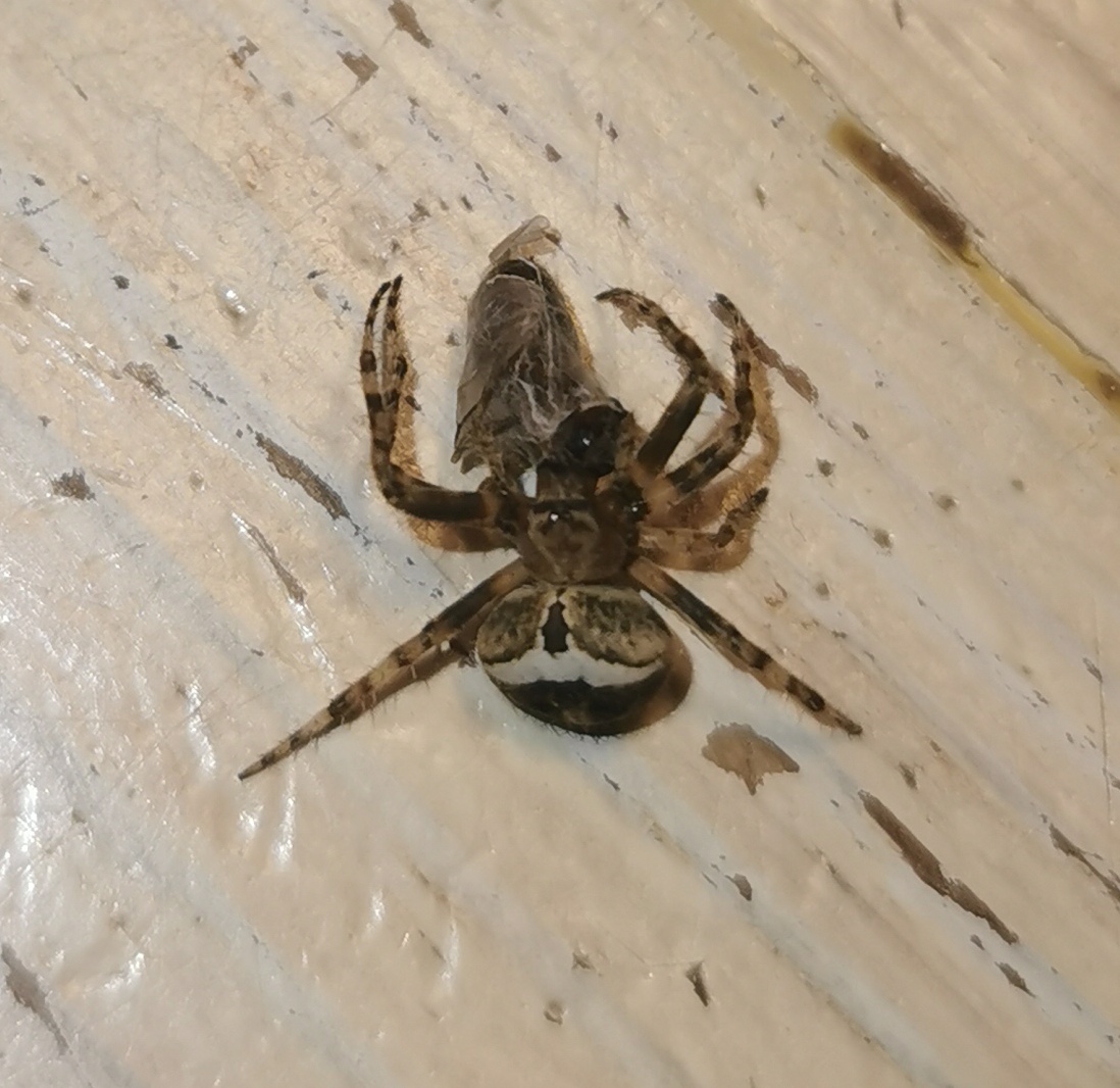 Identification araignée