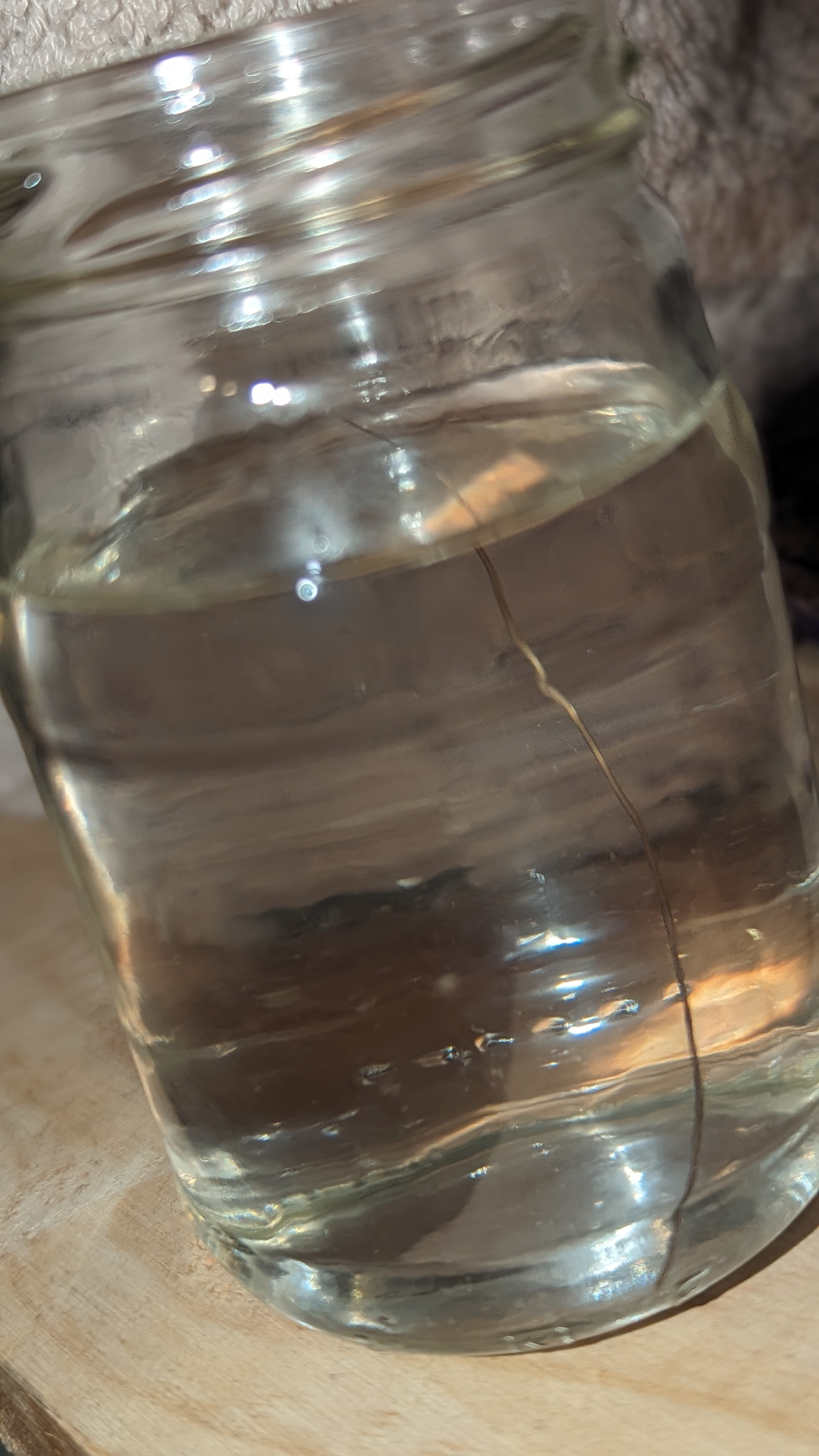 Identification larve vers rond dans un verre d'eau du robinet