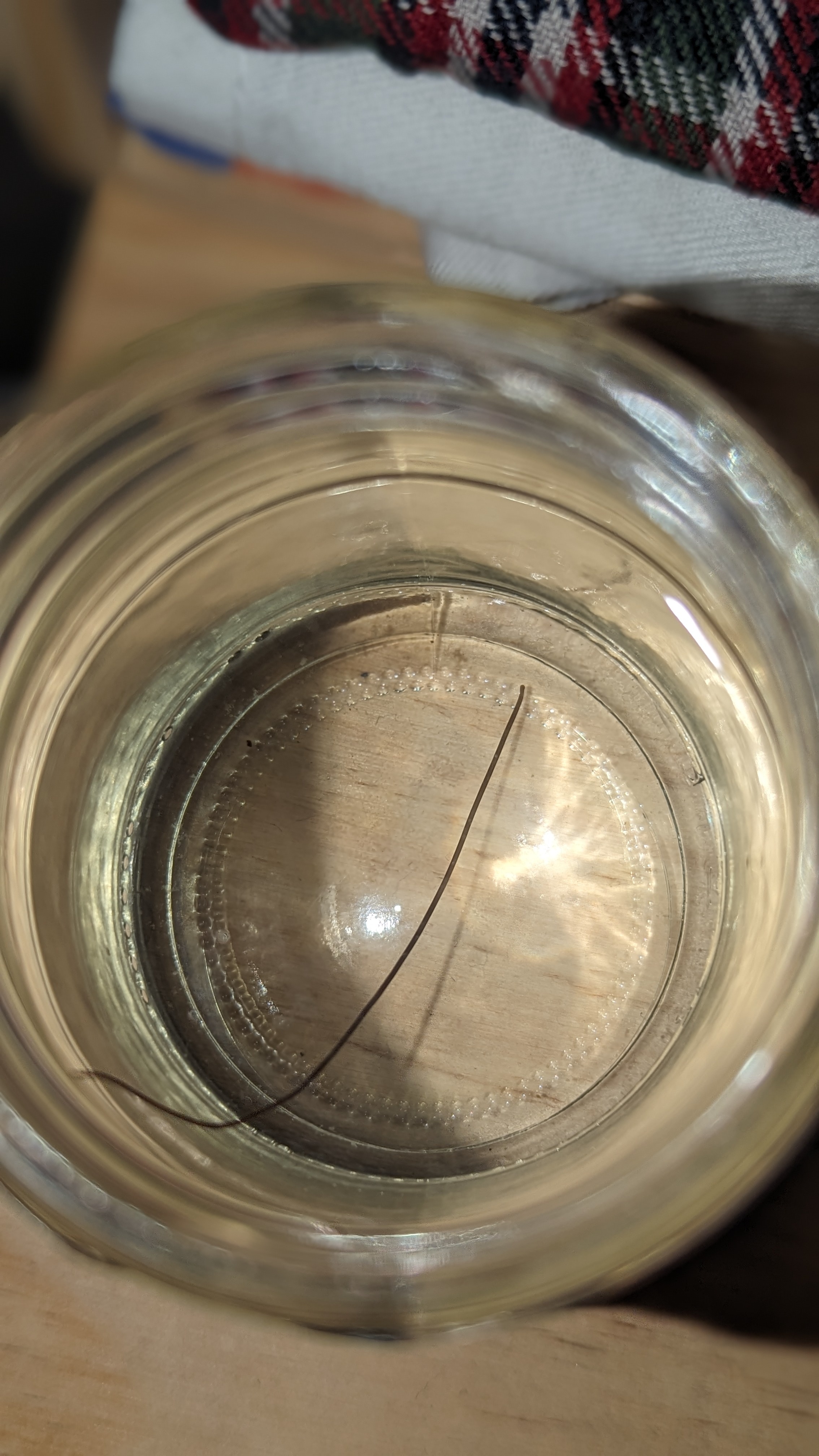 Identification larve vers rond dans un verre d'eau du robinet