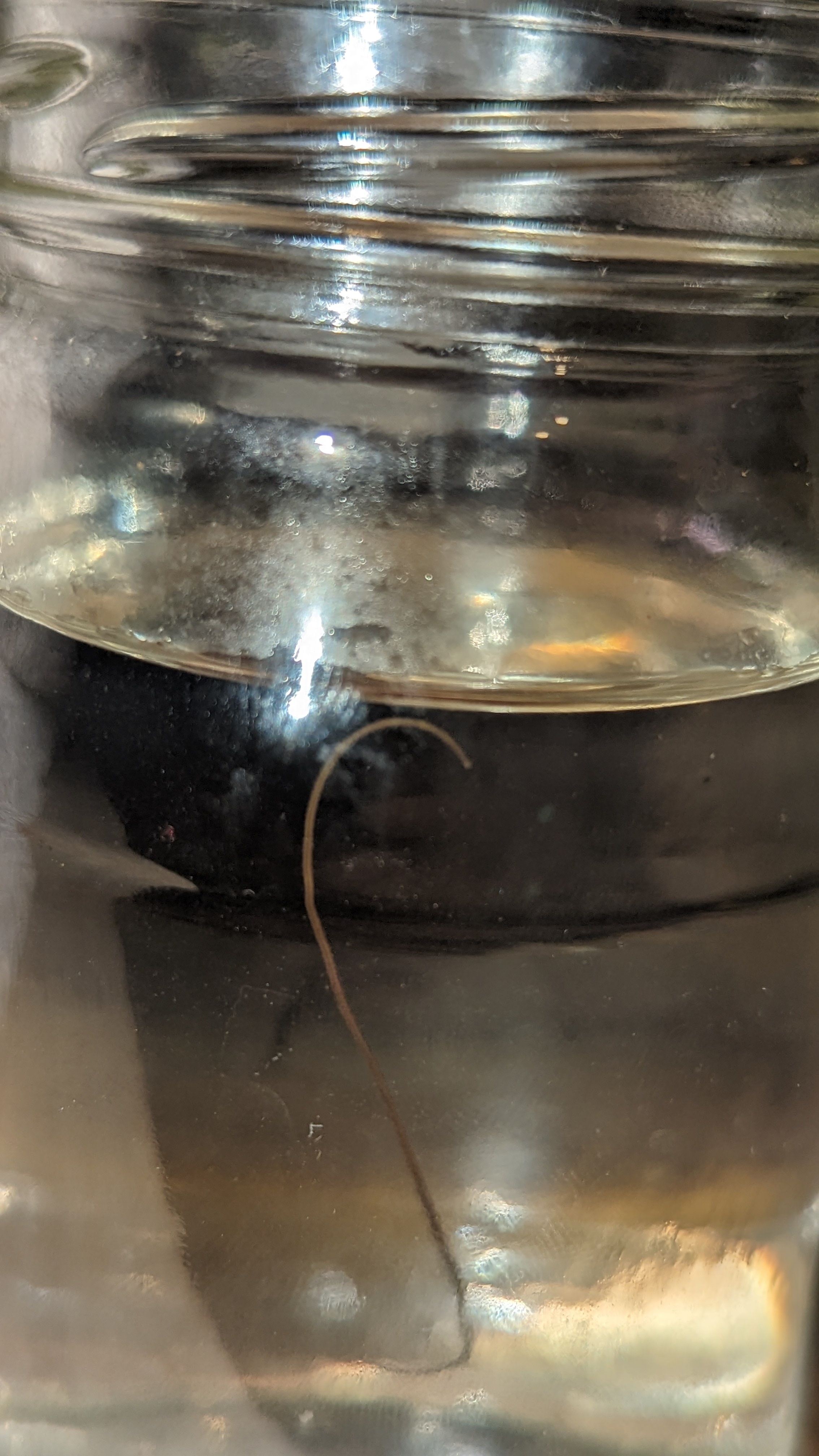 Identification larve vers rond dans un verre d'eau du robinet